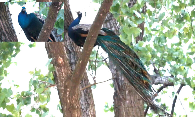Pavo Real escapa del zoológico de El Bronx ofreciendo espectáculo en ...