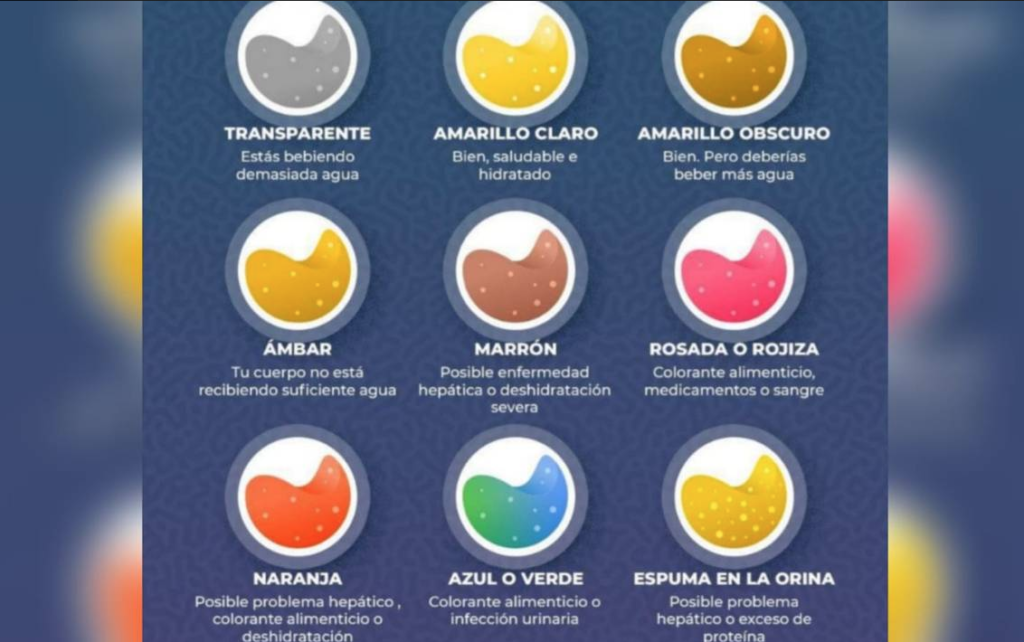 Por qué el color de la orina es un indicador clave sobre la salud de ...